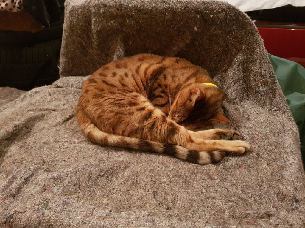 Our Work in June July and August - Cat Call UK