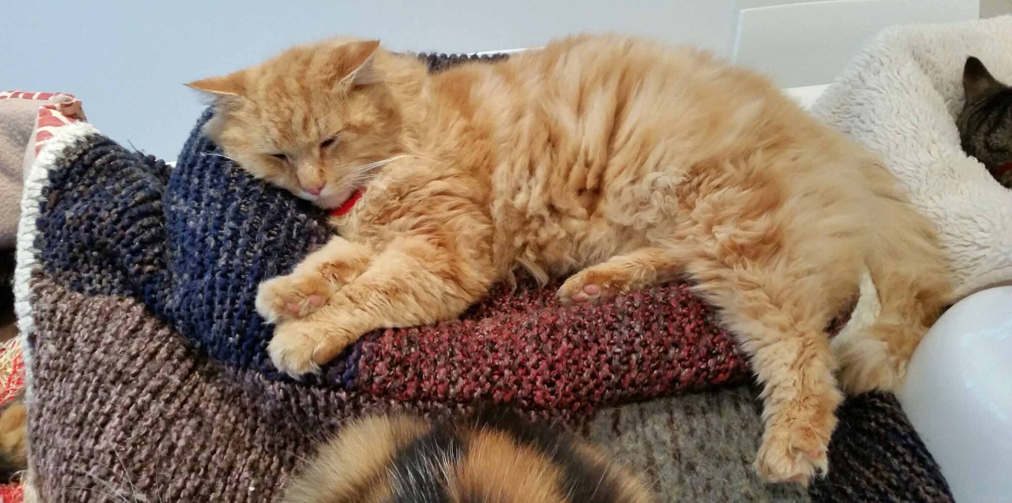 Cat Call UK Cat Call UK Sponsor a Cat Call Cat Caring for cats in need