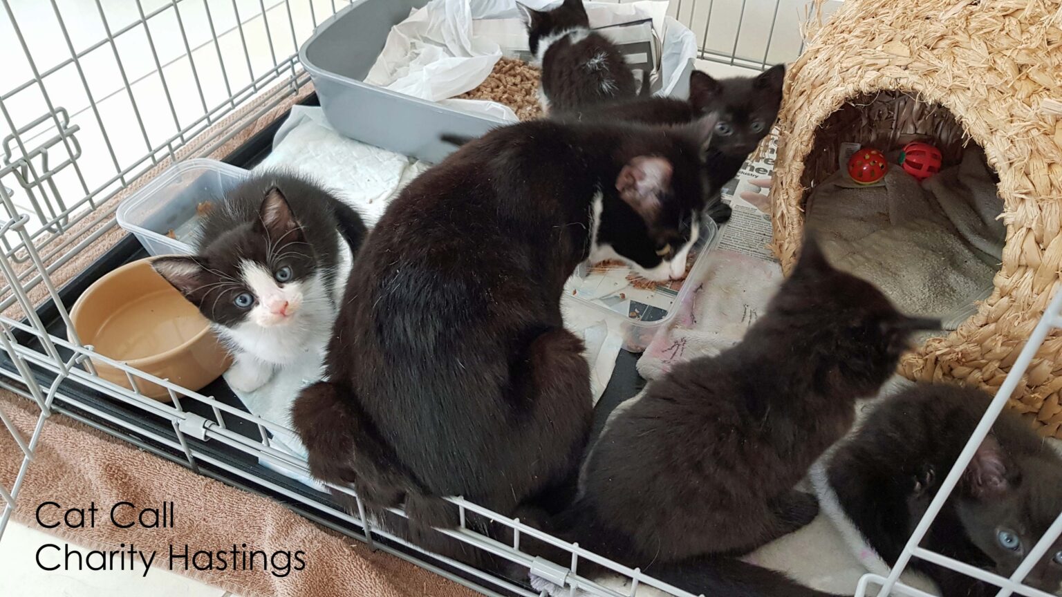 Thank You Asda - Cat Call UK