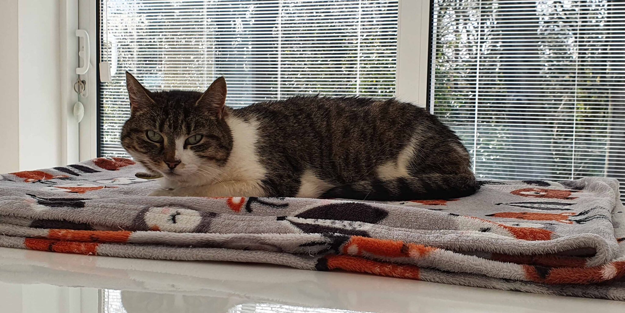 Check List For Your Cats Wellbeing This Summer - Cat Call UK