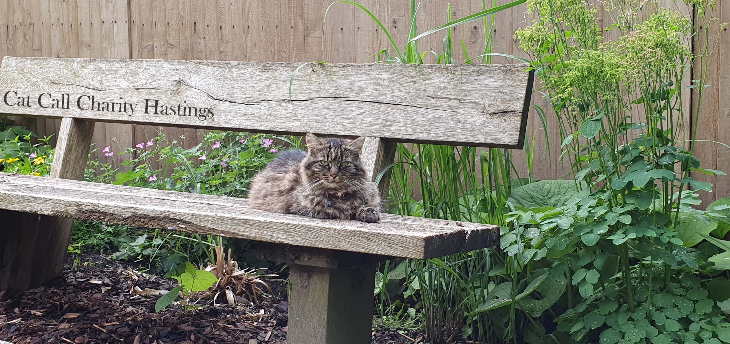 Cat Call UK Cat Call UK About Cat Call About Cat Call charity Hastings