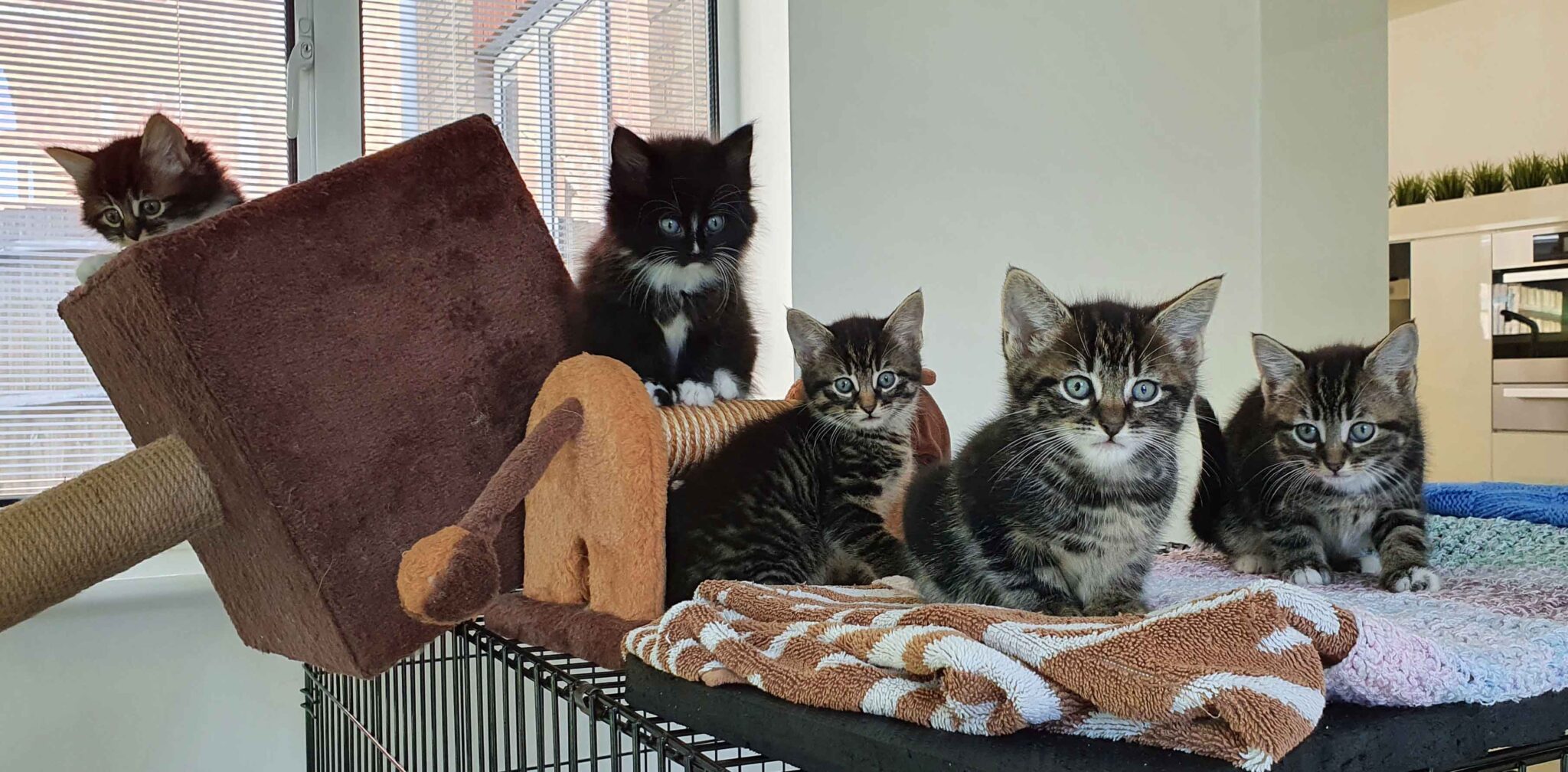 Cat Call UK Cat Call UK About Cat Call About Cat Call charity Hastings