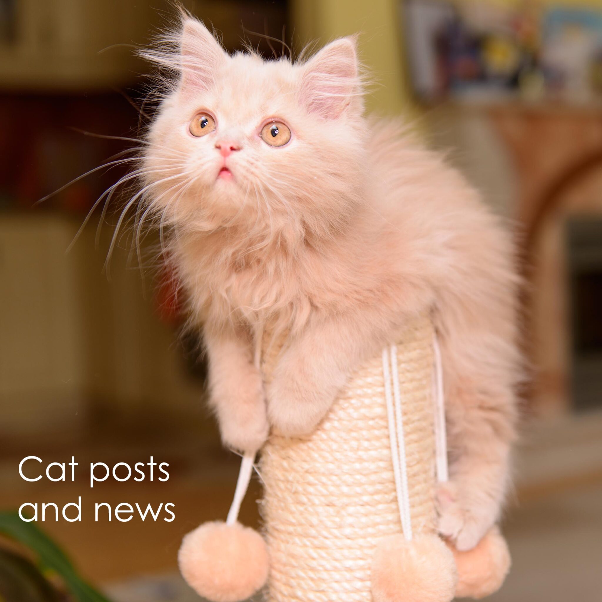 Check List For Your Cats Wellbeing This Summer - Cat Call UK