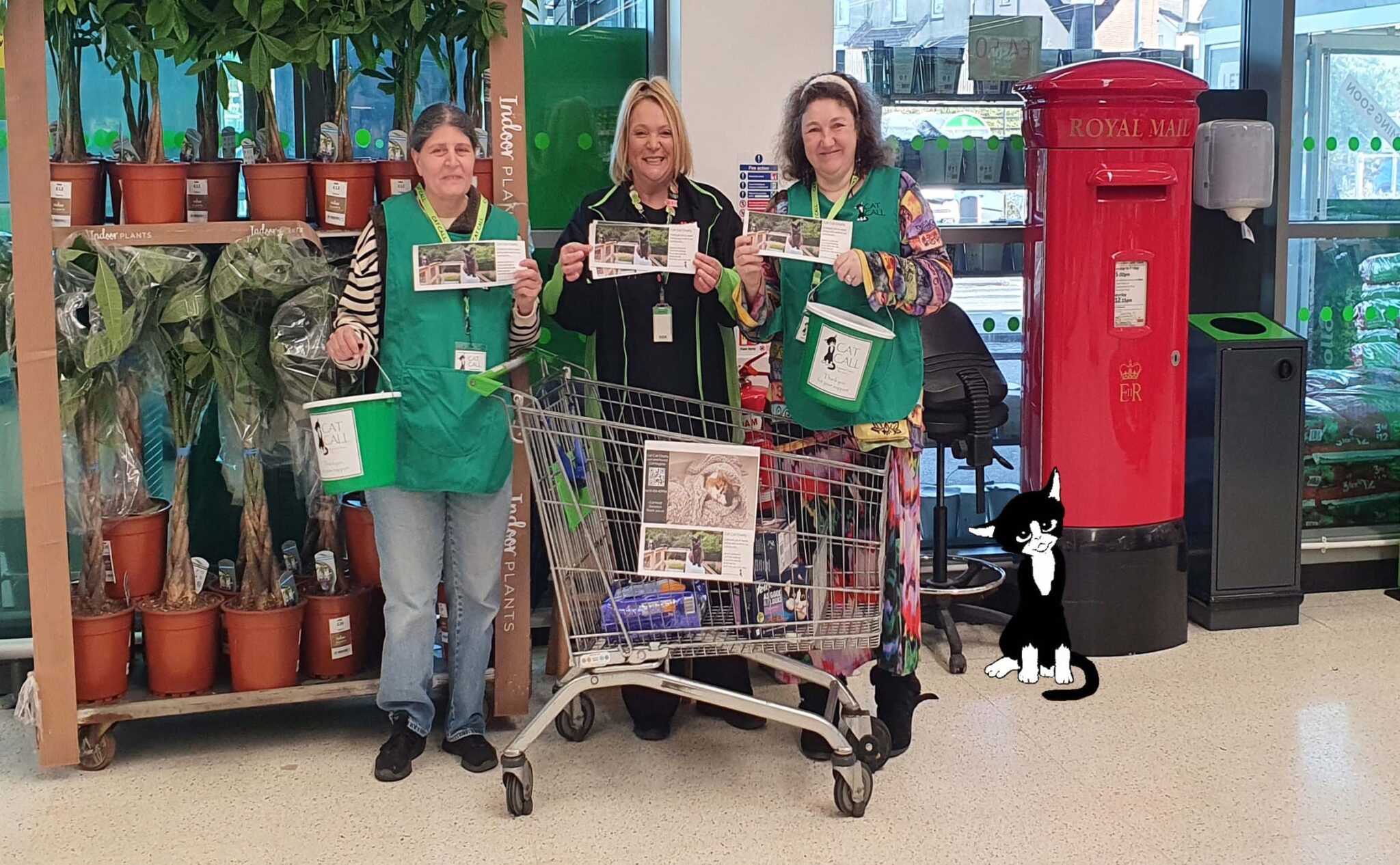 Cats For Homing Home a Cat Call Cat Cat rescue Cat Call UK Cat Call UK