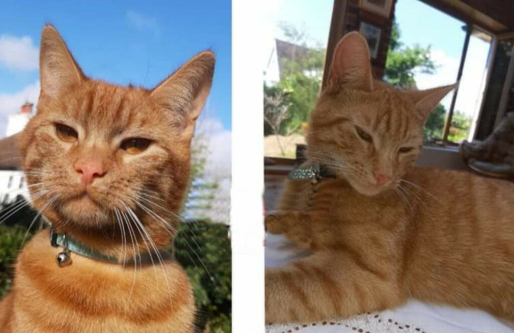 Lost and Found Cat Register Hastings Lost and Found Cat Register