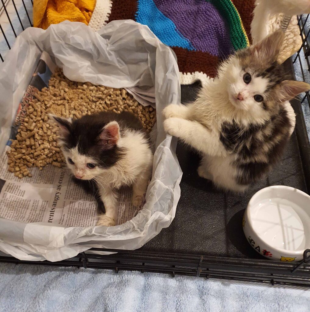 Cat Call UK Cat Call UK Caring for Cats in the Hastings area ...