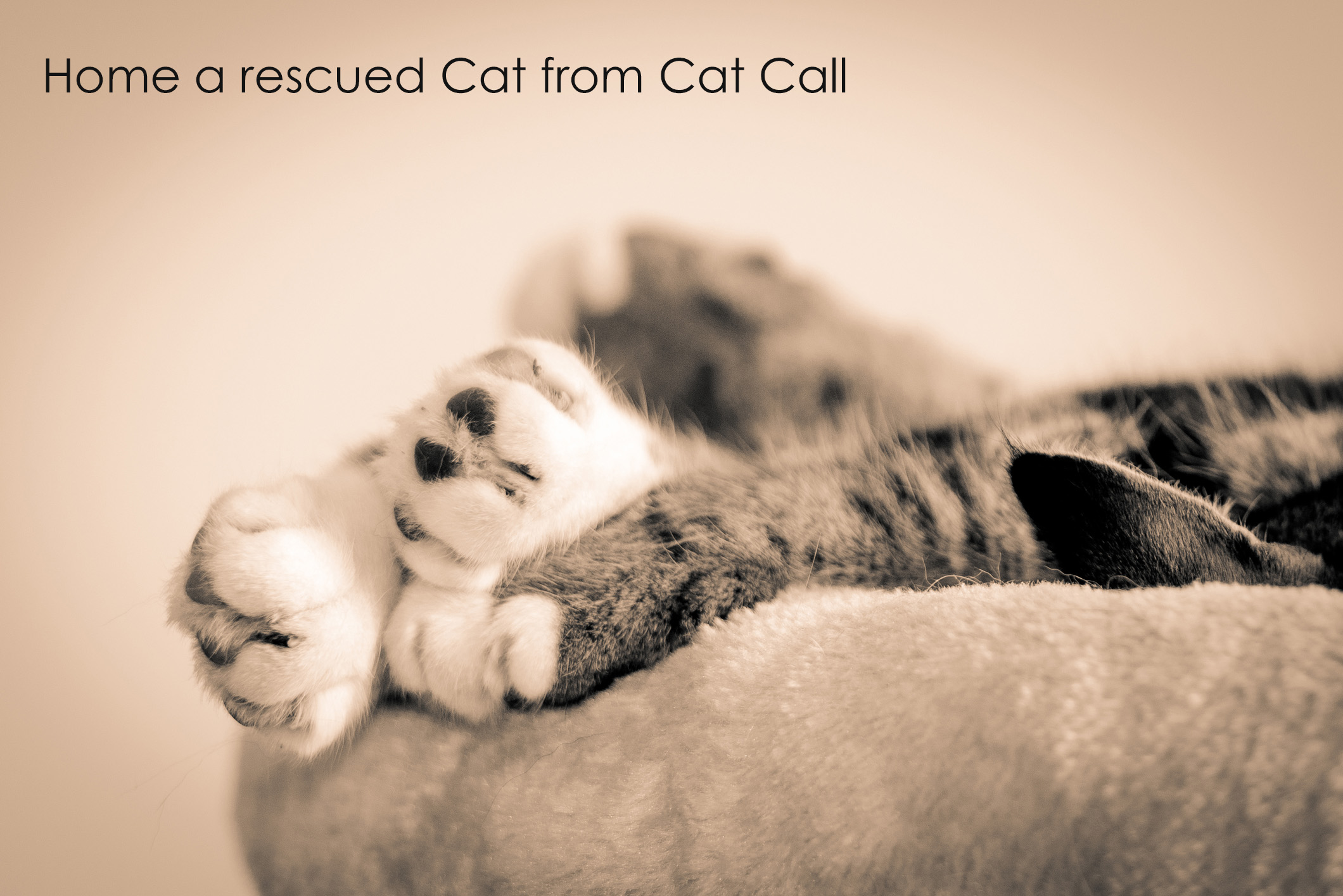 Cats For Homing Home a Cat Call Cat Cat rescue Cat Call UK Cat Call UK