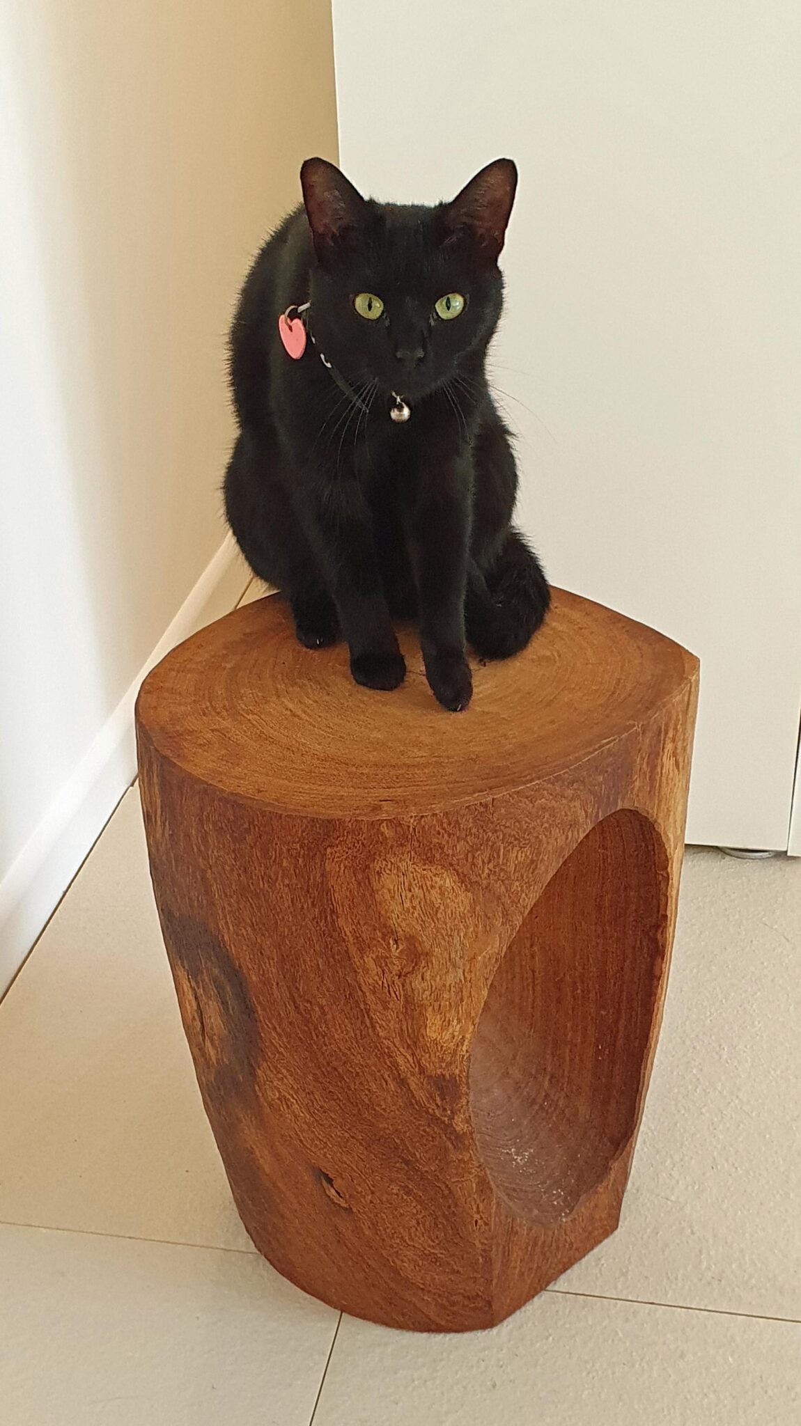 Cat Call UK Cat Call UK Sponsor a Cat Call Cat Caring for cats in need