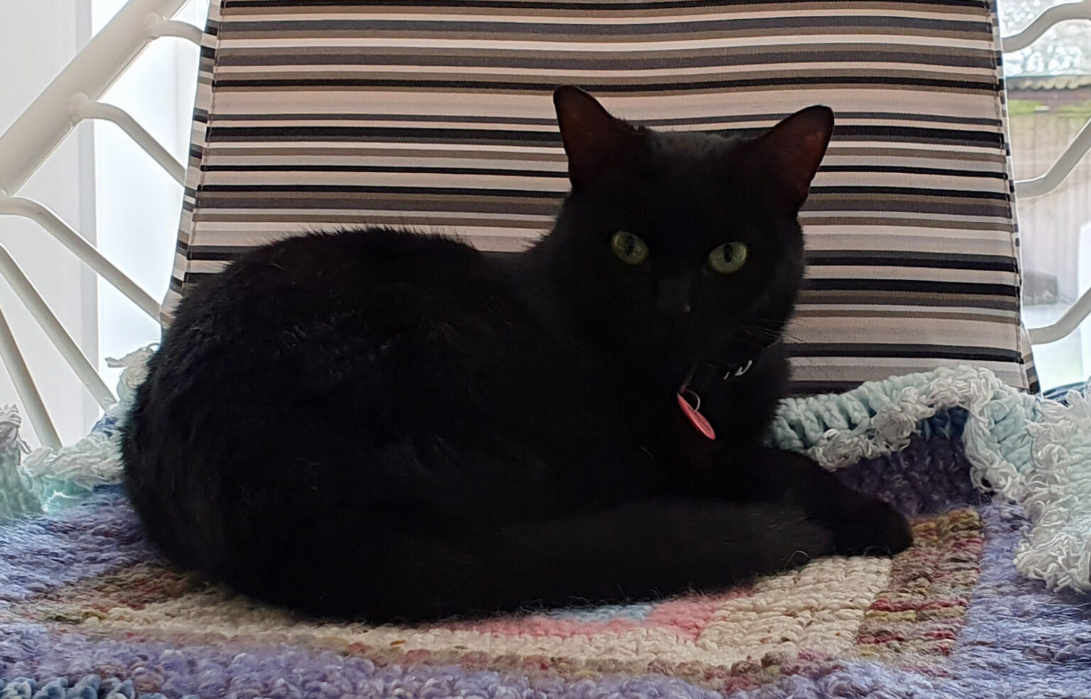 Cat Call UK Cat Call UK Sponsor a Cat Call Cat Caring for cats in need