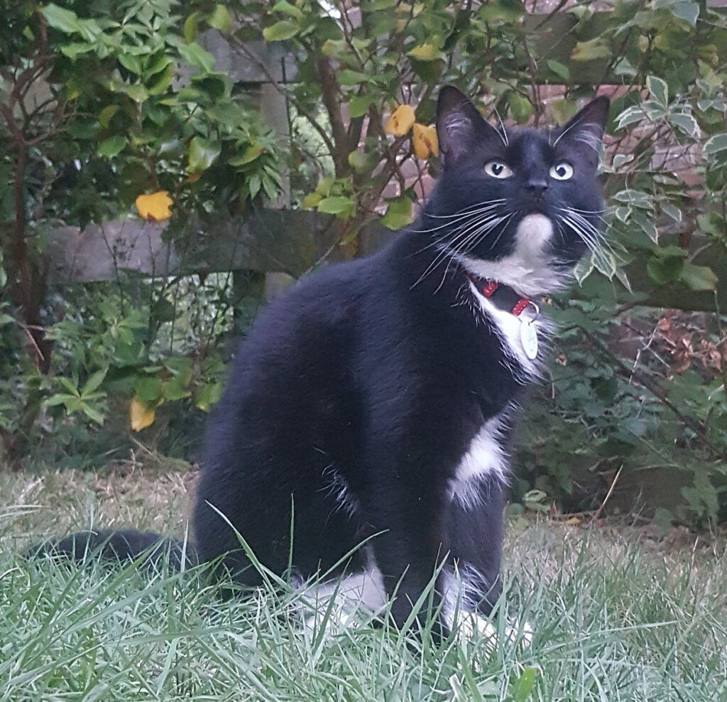 Lost and Found Cat Register Hastings Lost and Found Cat Register