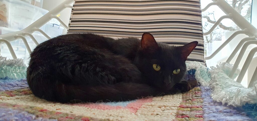 Cat Call UK Cat Call UK Caring for Cats in the Hastings area ...