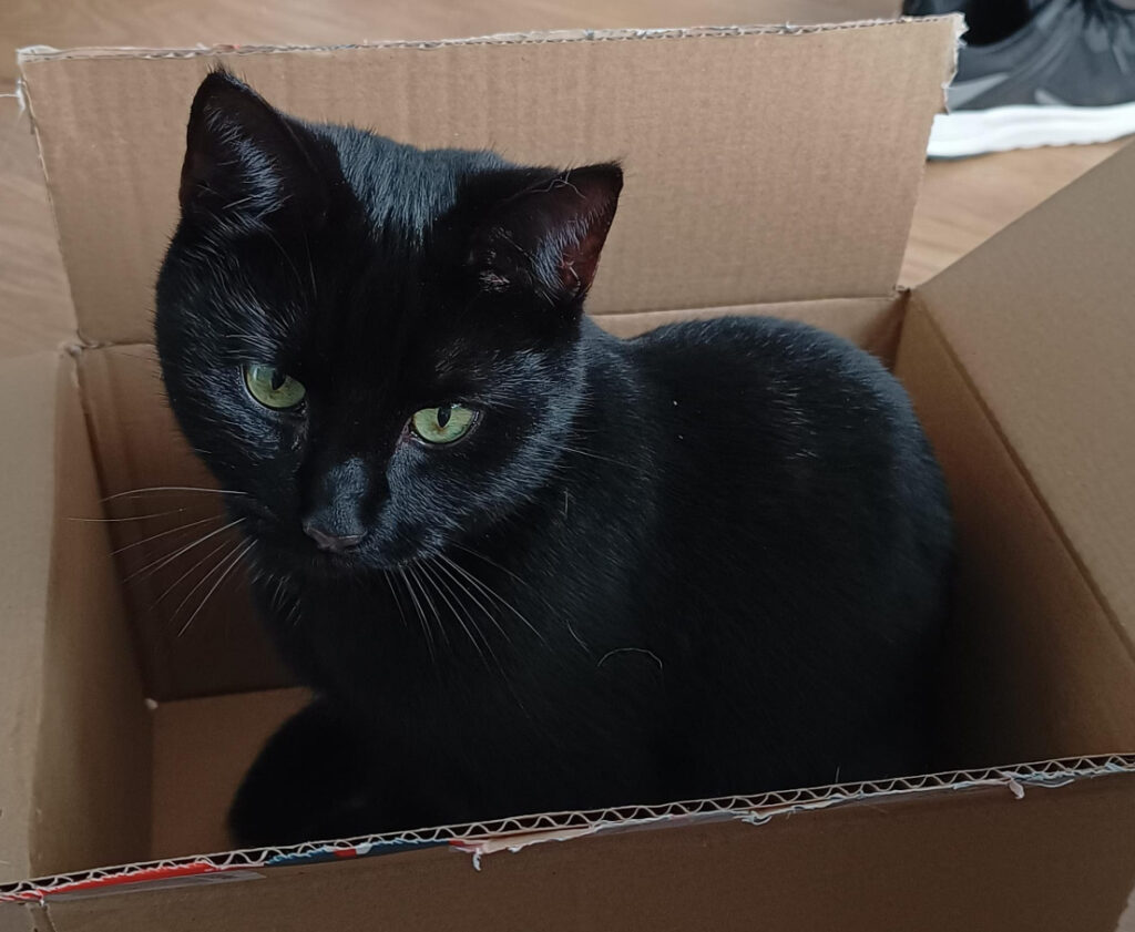 Lost and Found Cat Register Hastings Lost and Found Cat Register