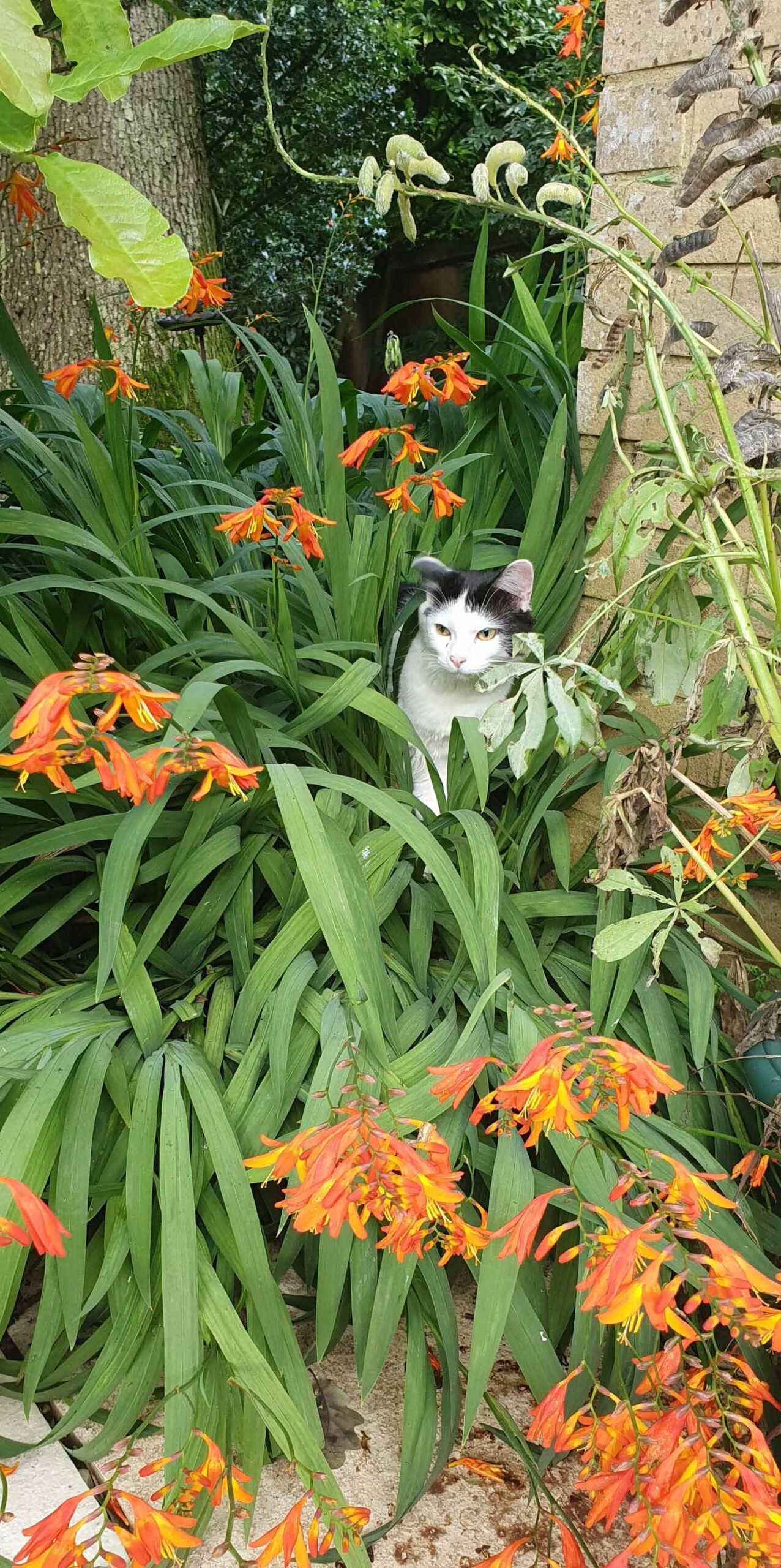 Cat Call UK Cat Call UK Sponsor a Cat Call Cat Caring for cats in need