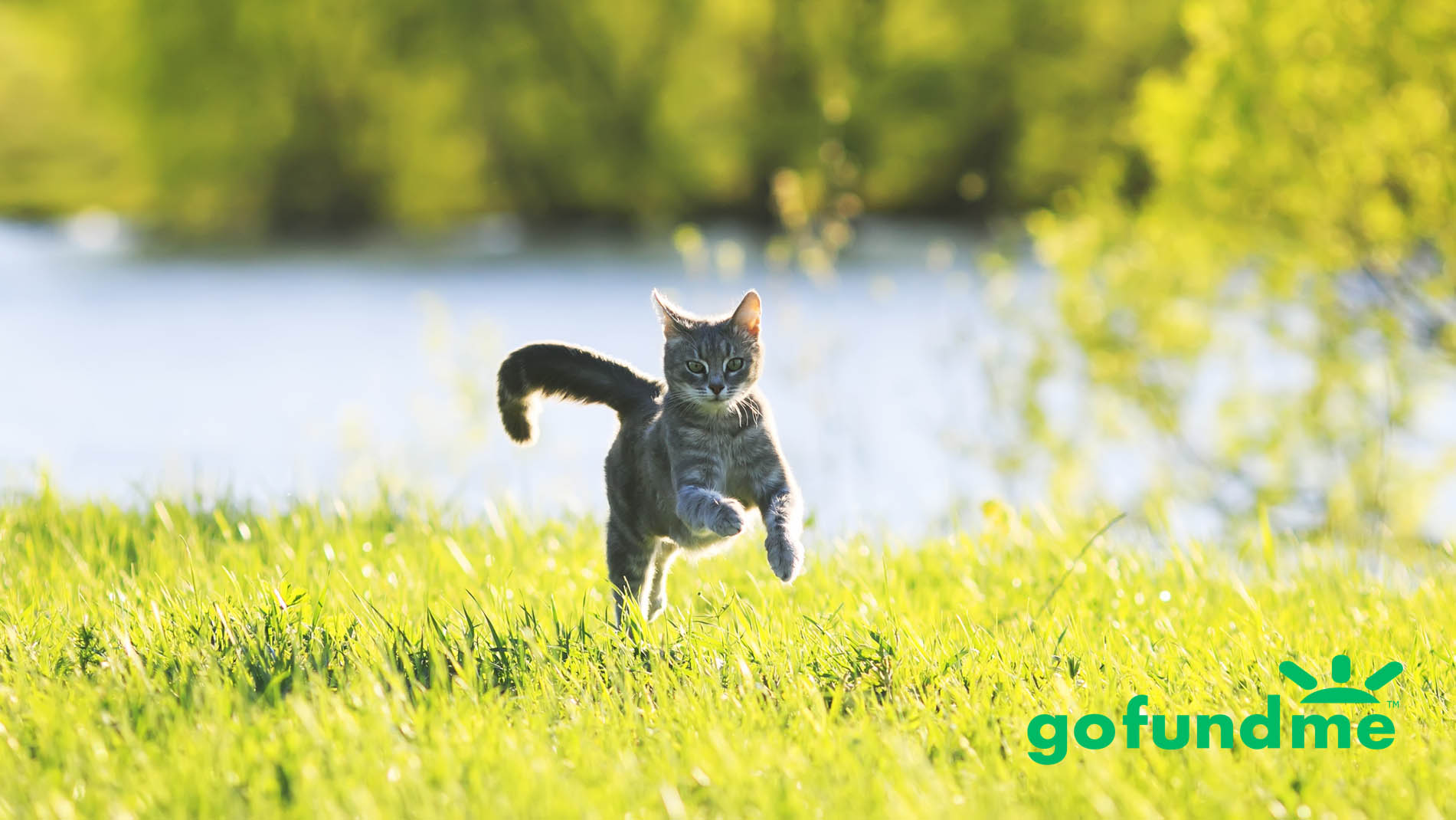 Nick Head Nurse at 1066 Vet Practice Go Funding For Cat Call - Cat Call UK