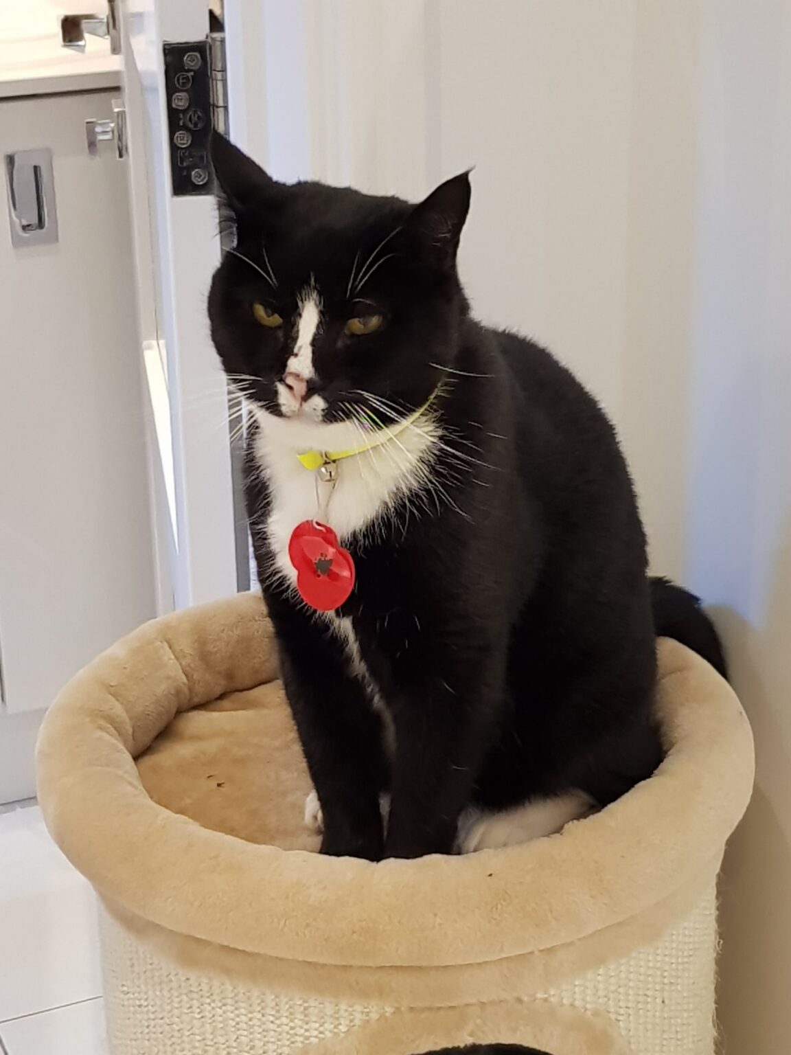 Cat Call UK Cat Call UK Sponsor a Cat Call Cat Caring for cats in need