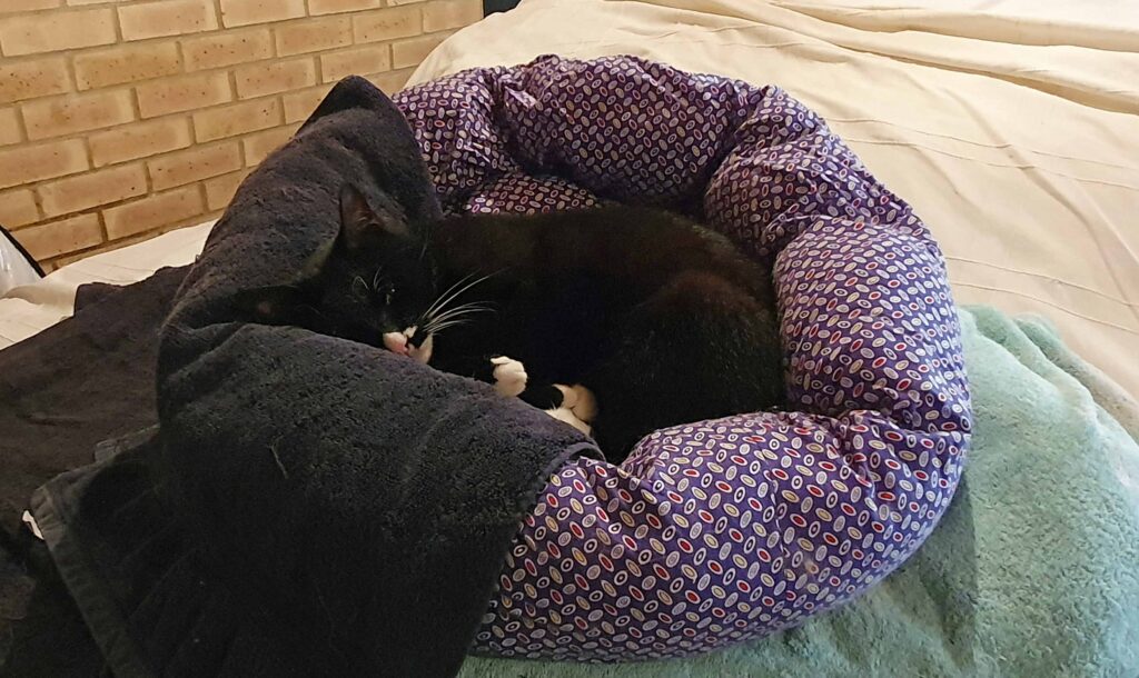 Cat Call UK Cat Call UK Sponsor a Cat Call Cat Caring for cats in need