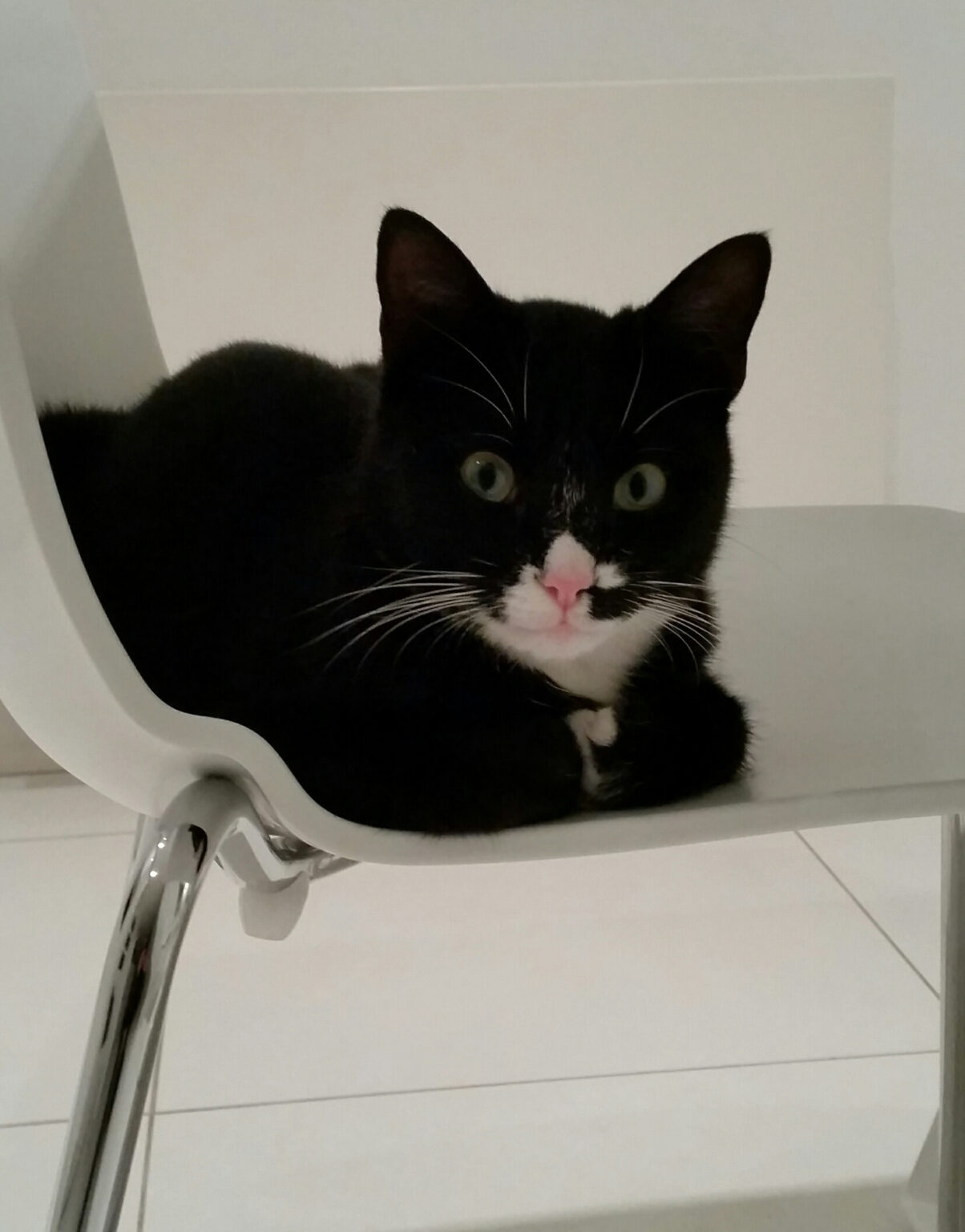 Cat Call UK Cat Call UK Sponsor a Cat Call Cat Caring for cats in need