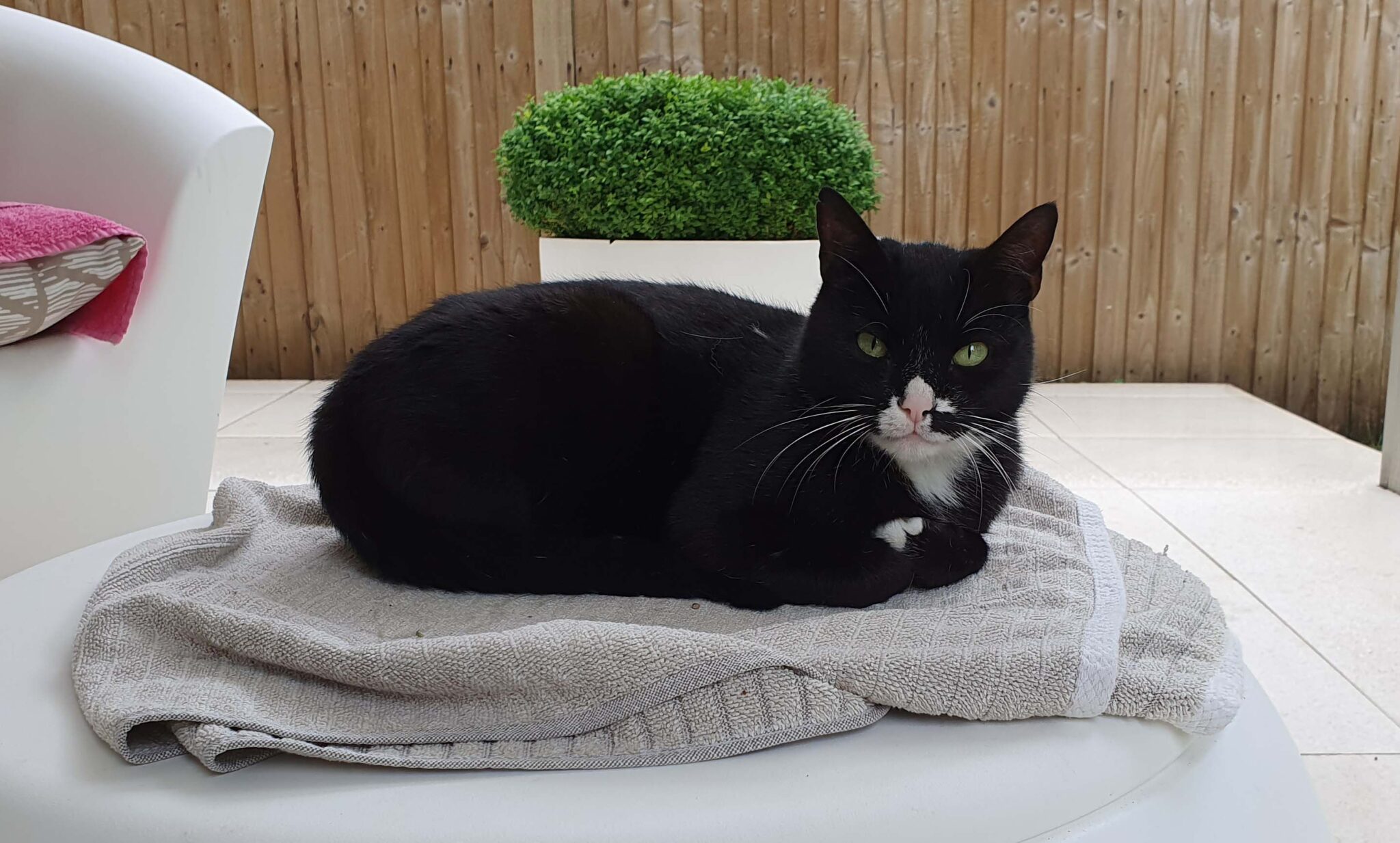 Cat Call Charity caring for Cats in need in Hastings