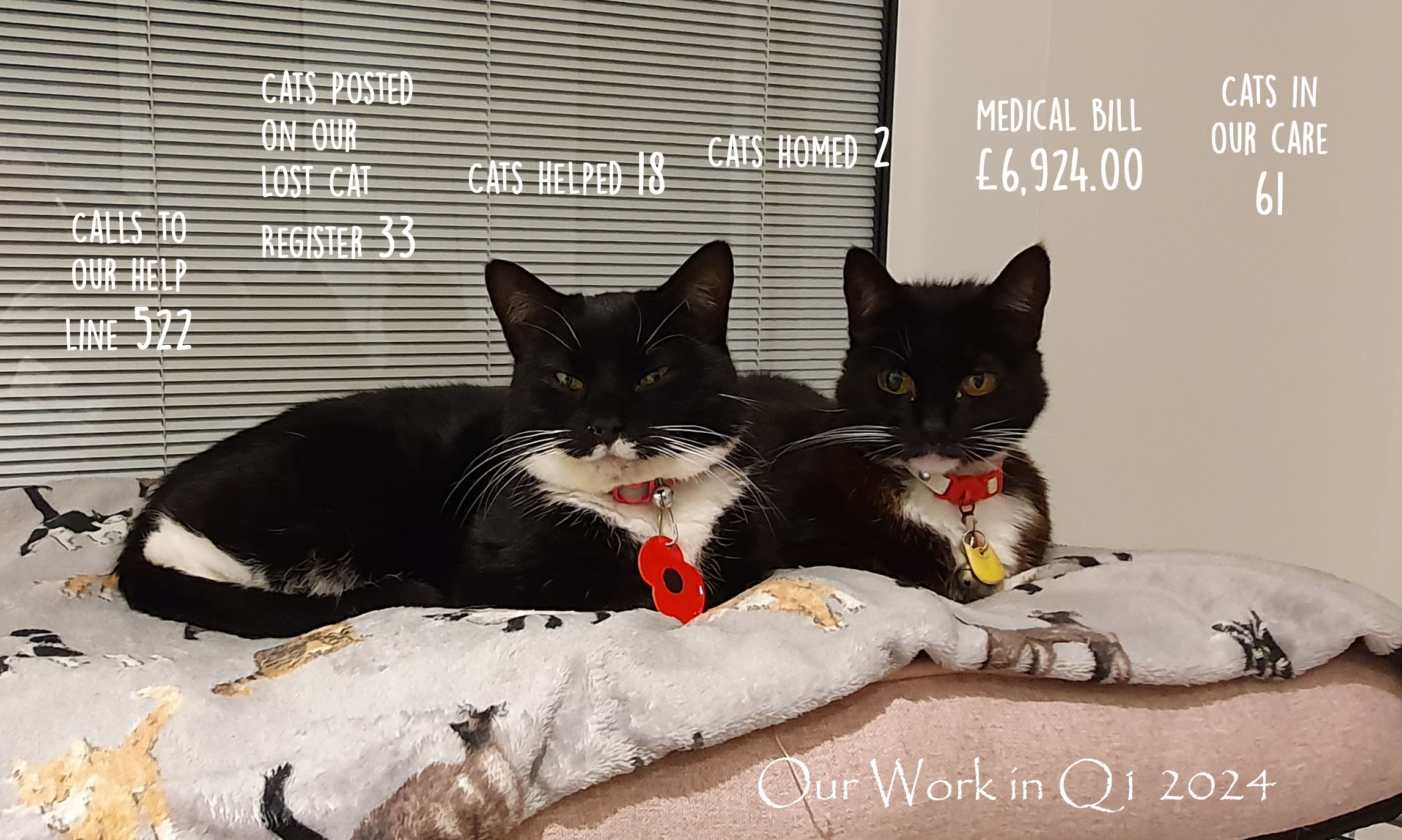 Cat Call Donors and Supporters Update April 2024 - Cat Call UK