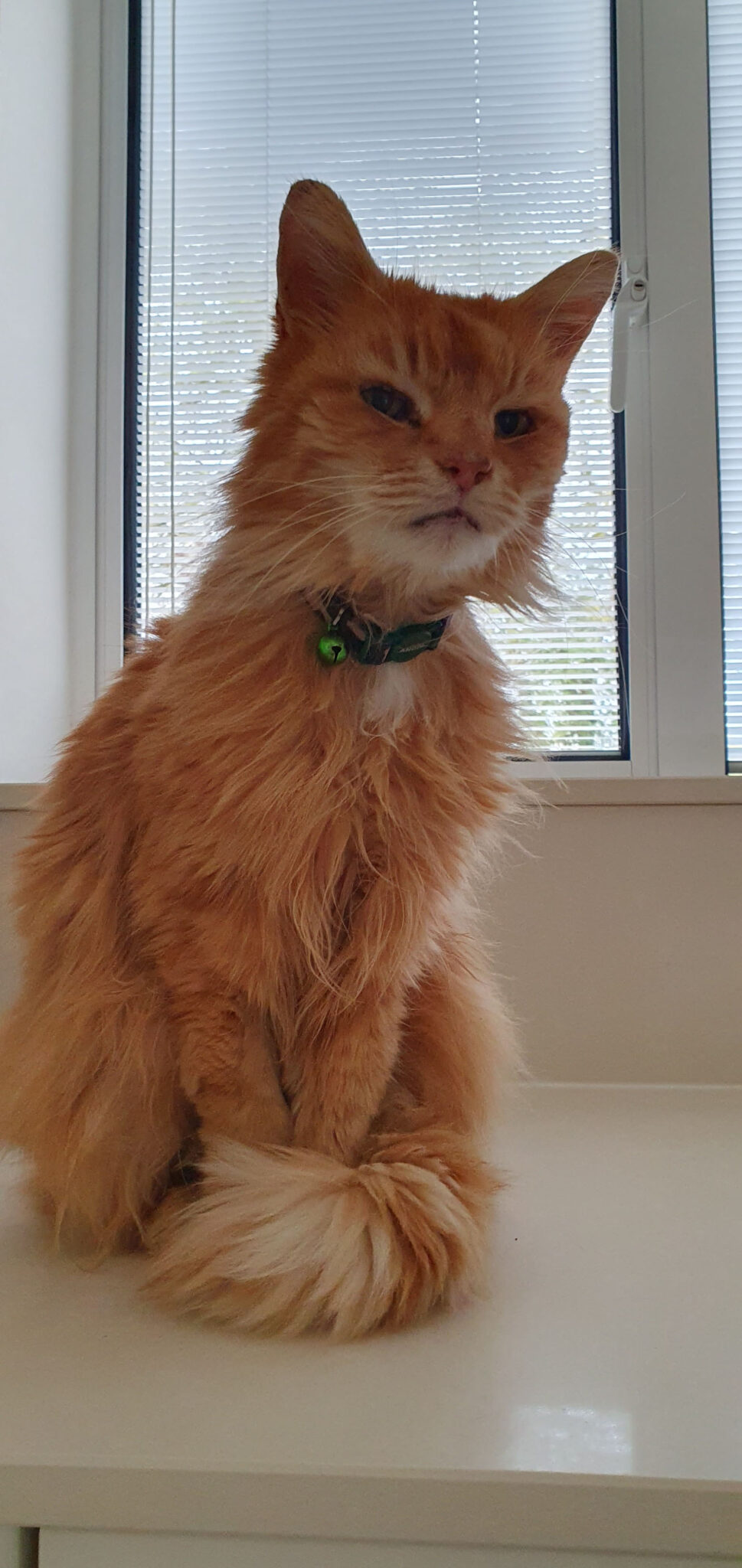 Cat Call UK Cat Call UK Sponsor a Cat Call Cat Caring for cats in need