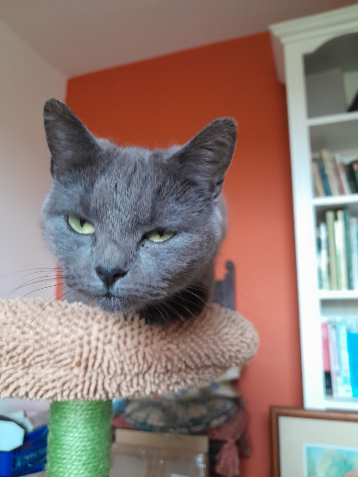 Cat Call Donors and Supporters Update April 2024 - Cat Call UK