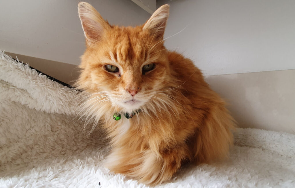 Cat Call UK Cat Call UK Sponsor a Cat Call Cat Caring for cats in need