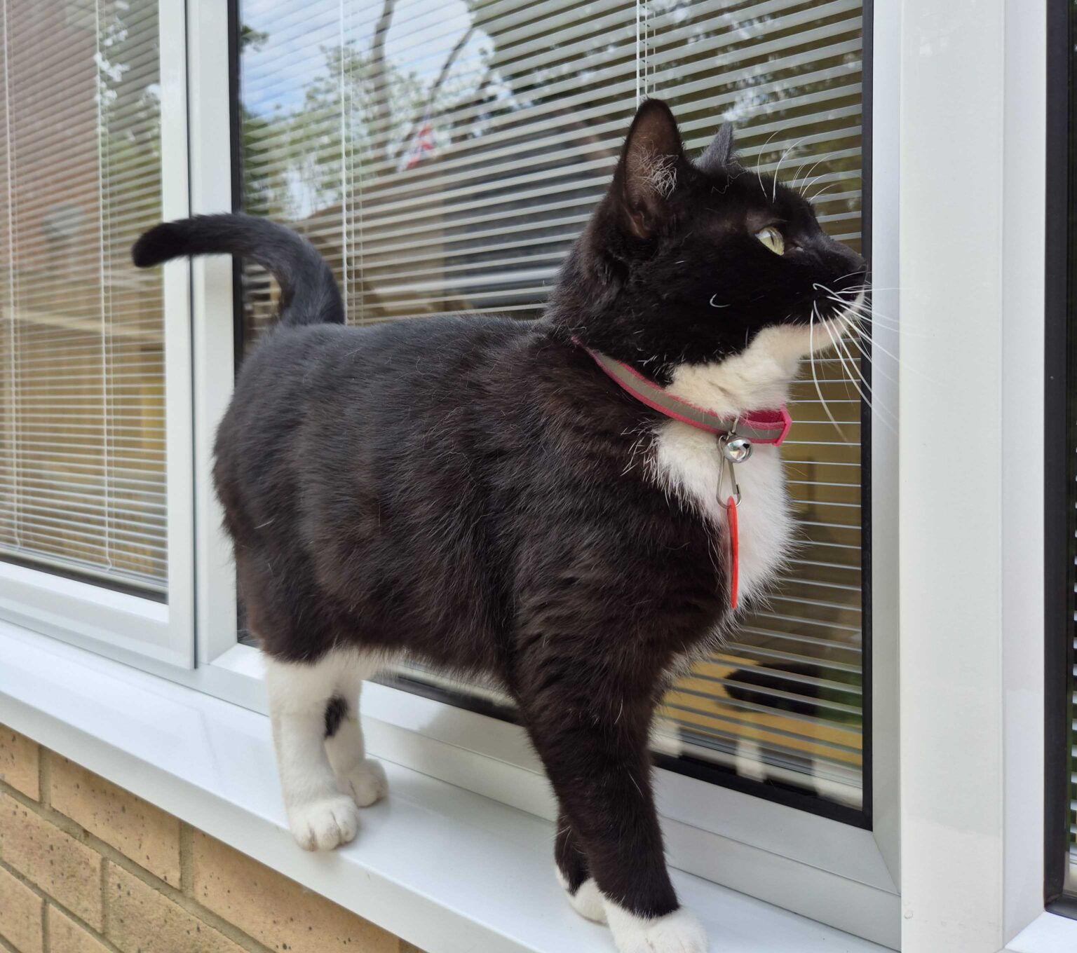 Cat Call UK Cat Call UK Sponsor a Cat Call Cat Caring for cats in need