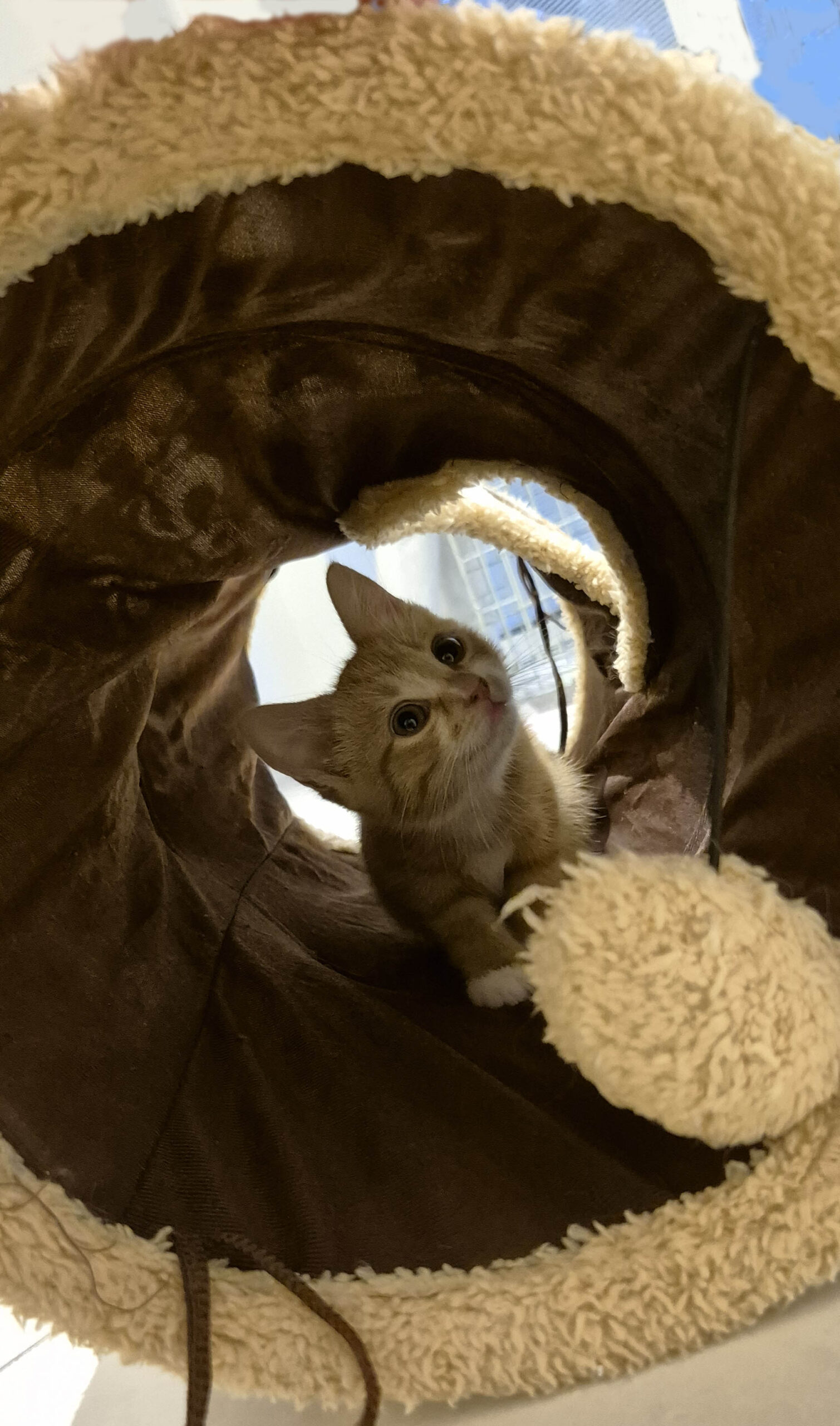 Check List For Your Cats Wellbeing This Summer - Cat Call UK