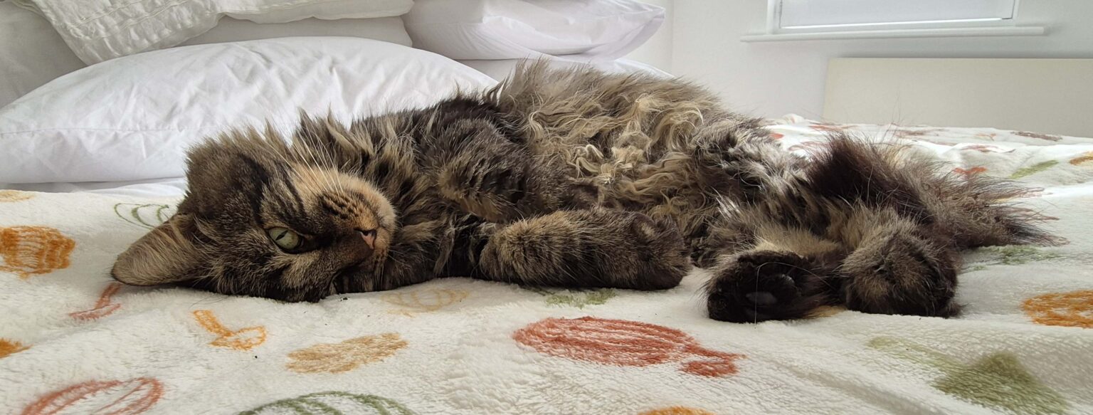 Cat Call Charity caring for Cats in need in Hastings