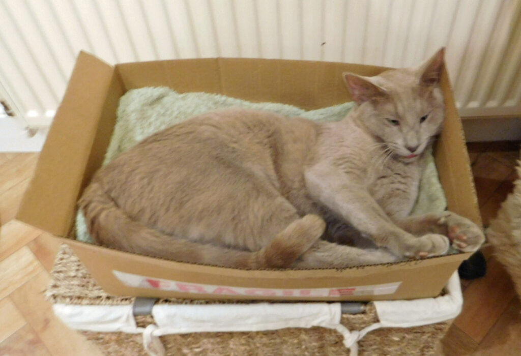 Lost and Found Cat Register Hastings Lost and Found Cat Register