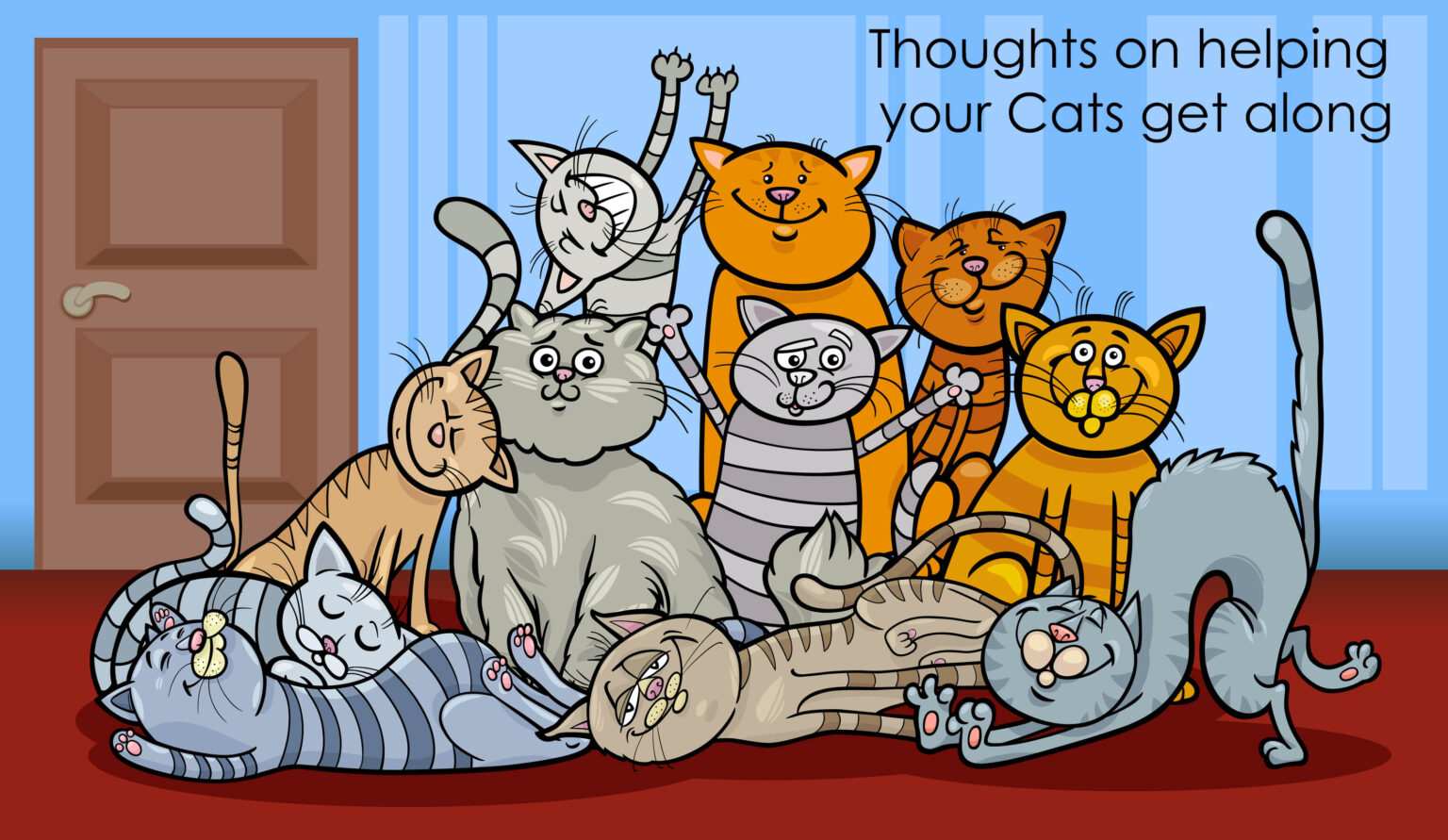 Cats For Homing Home a Cat Call Cat Cat rescue Cat Call UK Cat Call UK