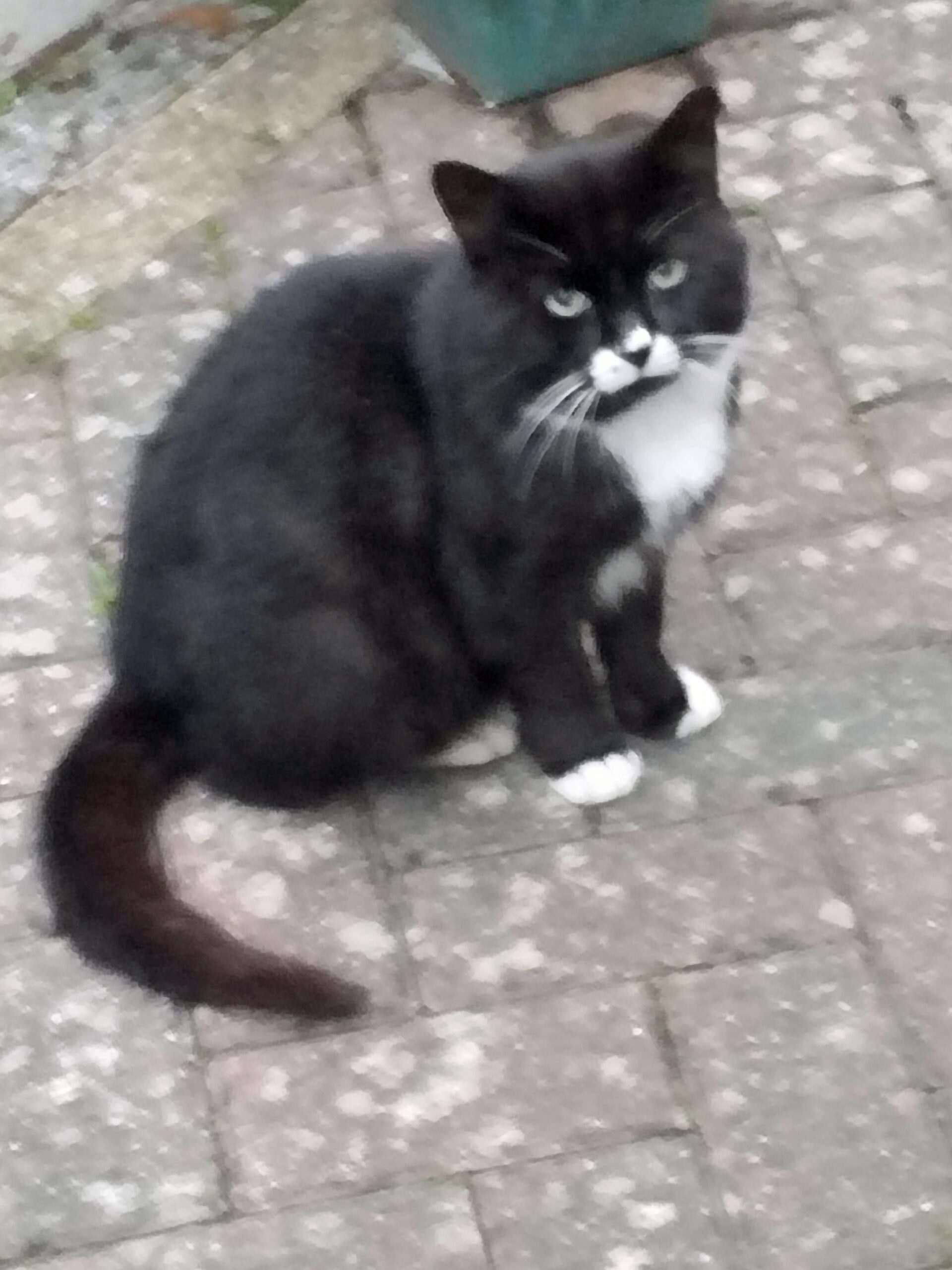 Lost and Found Cat Register Hastings Lost and Found Cat Register