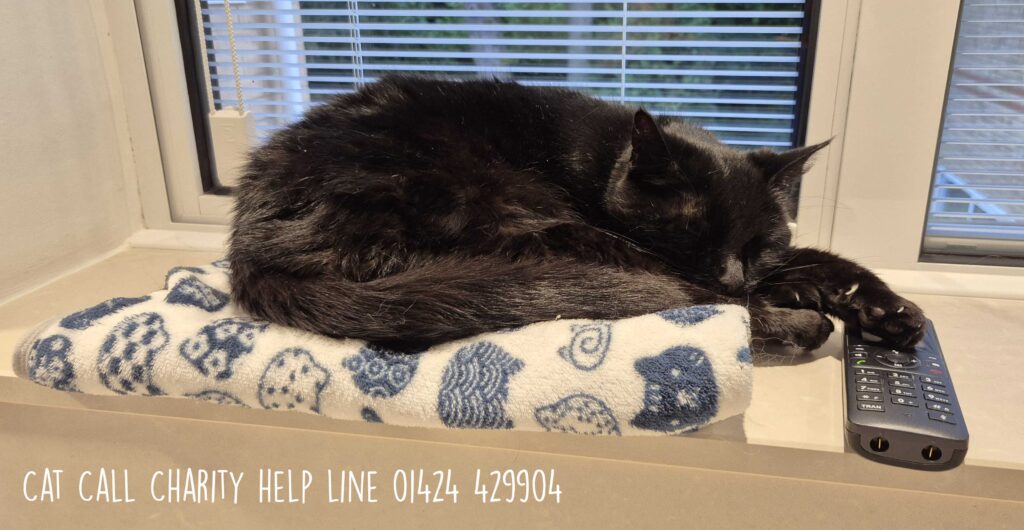 Cat Call Charity caring for Cats in need in Hastings