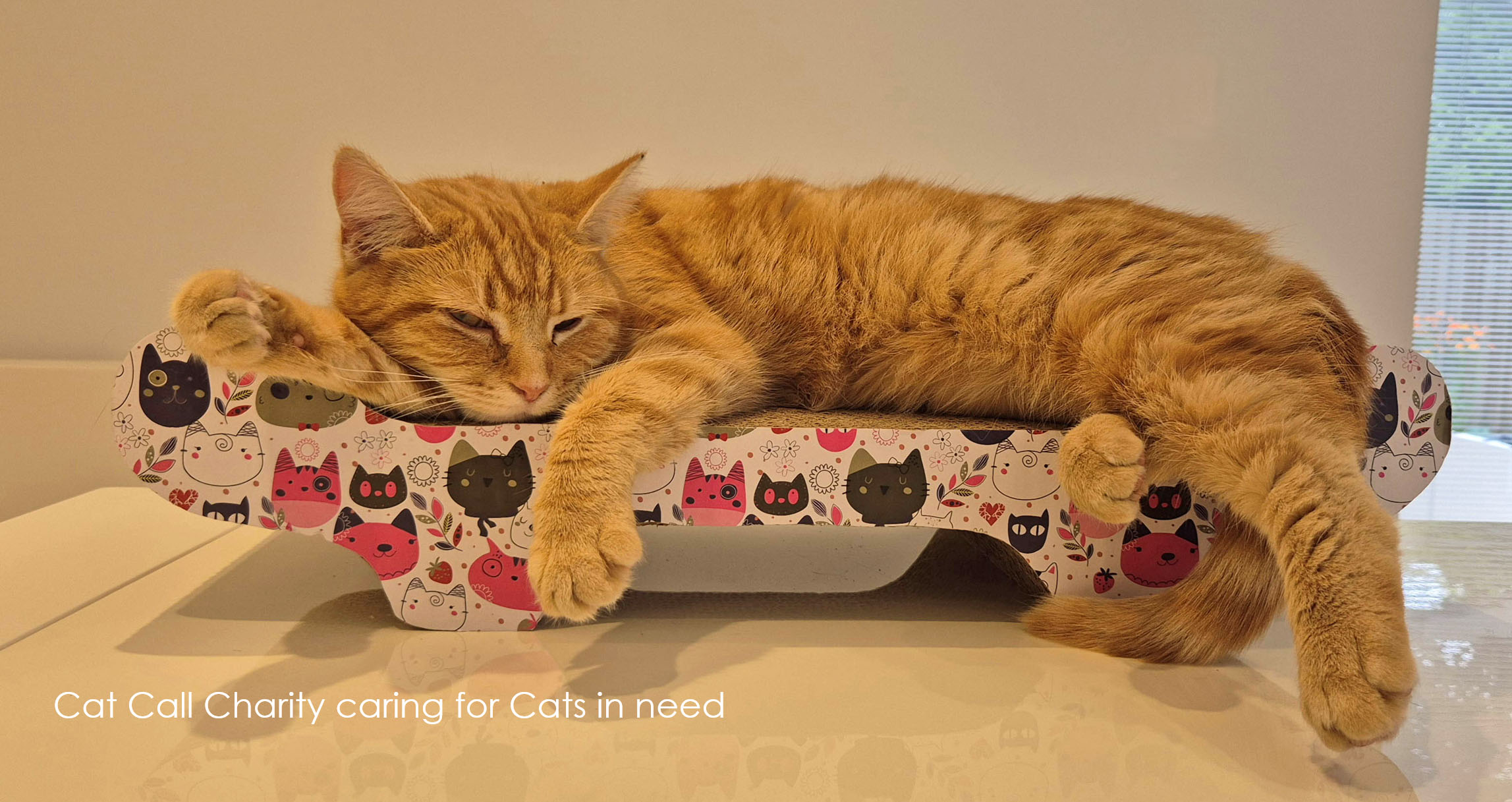 Cat Call Donors and Supporters Update June 2025 - Cat Call UK